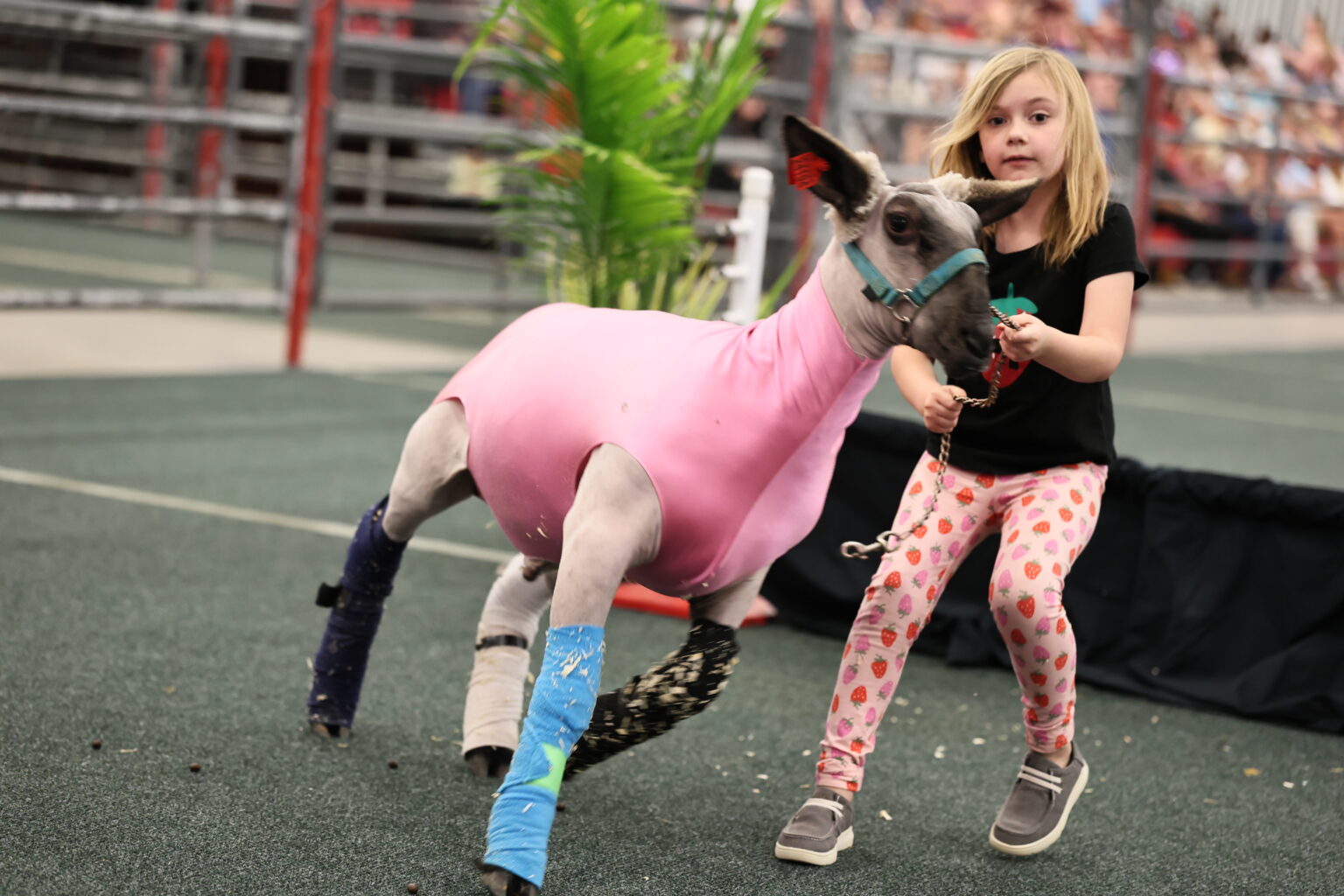 Lamb Show winners selected at 2025 Florida Strawberry Festival ...